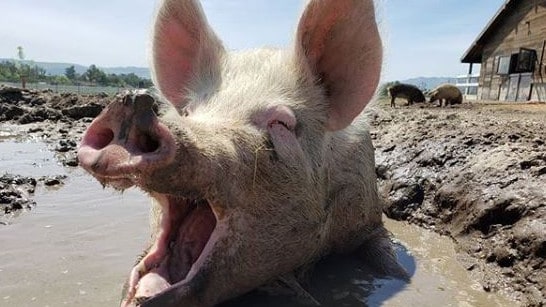 Political Mud Slinging – "Tony Z" – For Councilman – seat #2